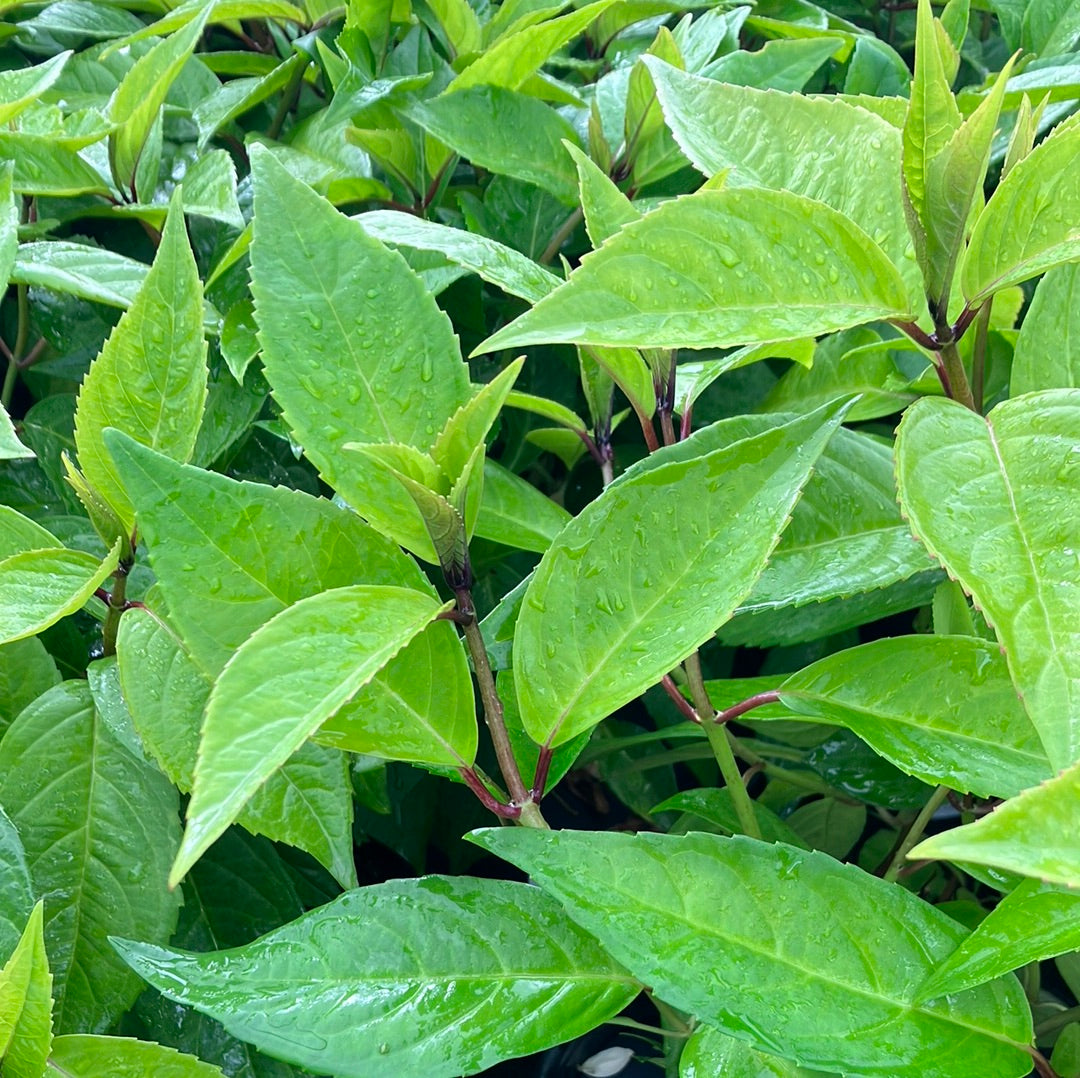 Hydrangea Game Changer Pink - The Greenhouse