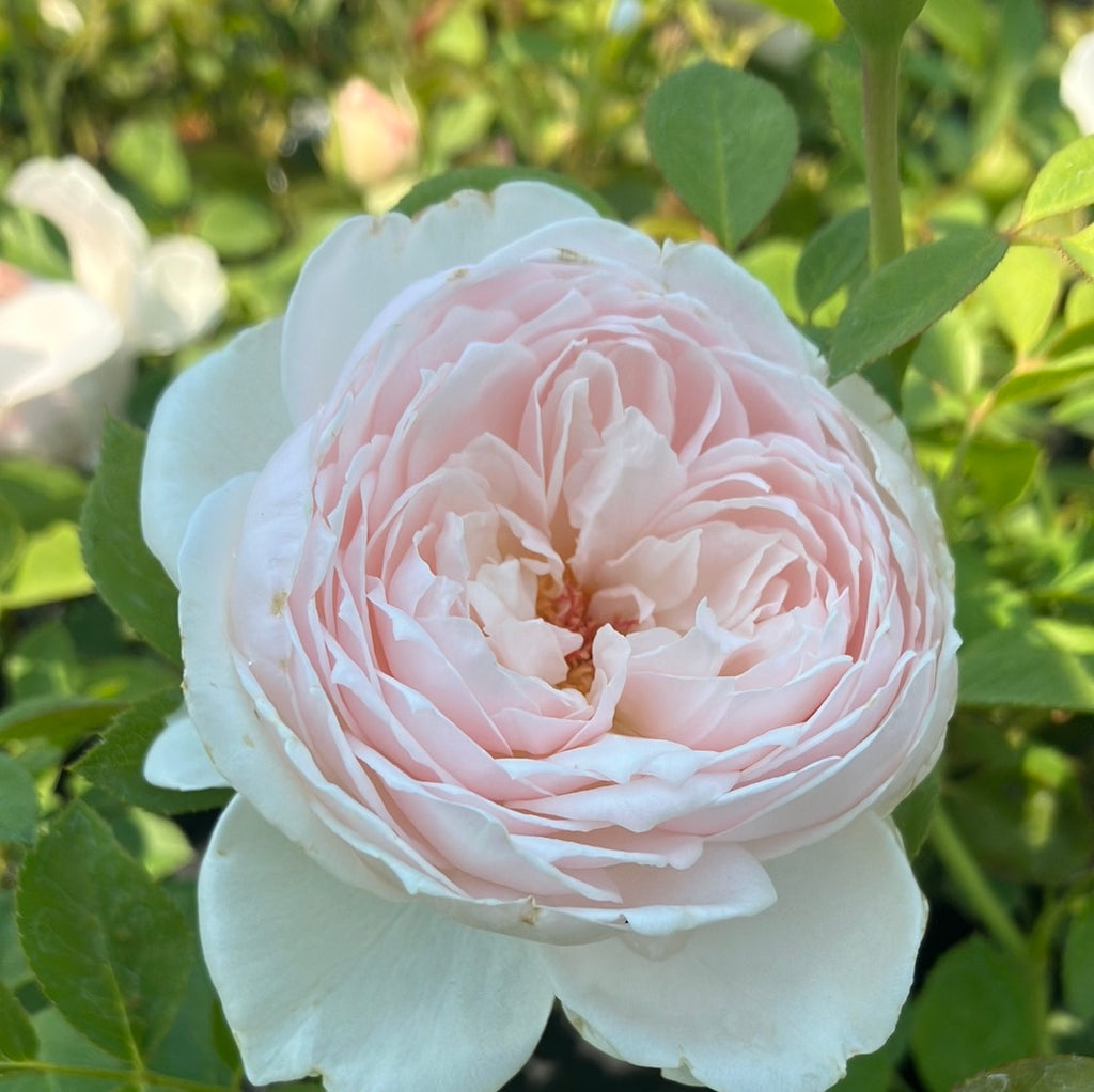 Earth Angel Parfuma® Rose - The Greenhouse