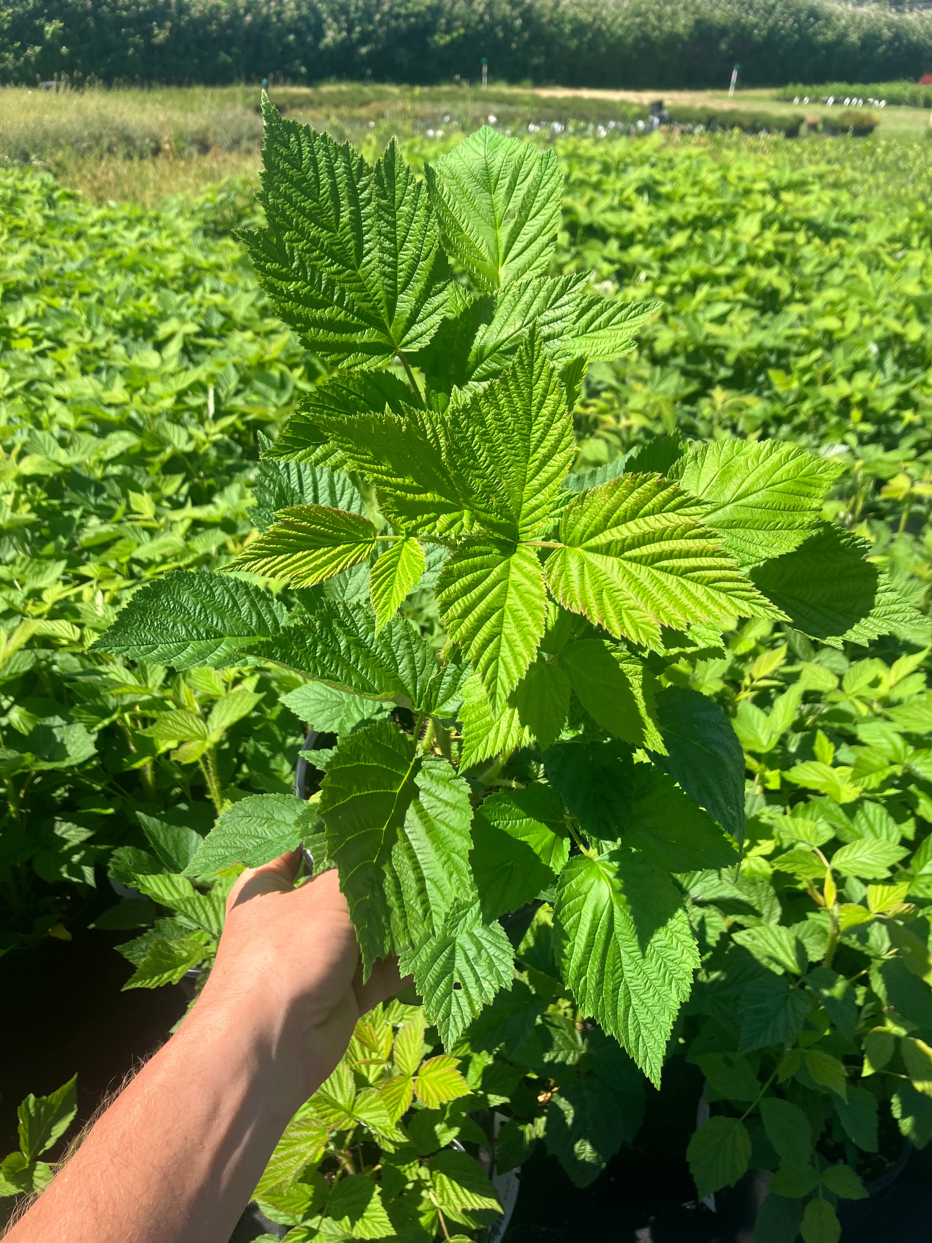 Heritage Everbearing Raspberry - The Greenhouse