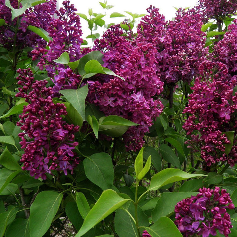 Monge Lilac - The Greenhouse