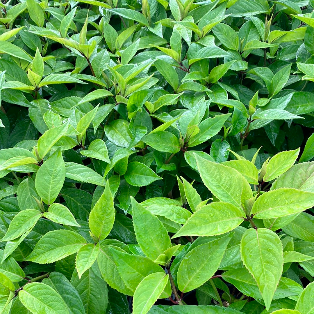 Hydrangea Game Changer Pink - The Greenhouse