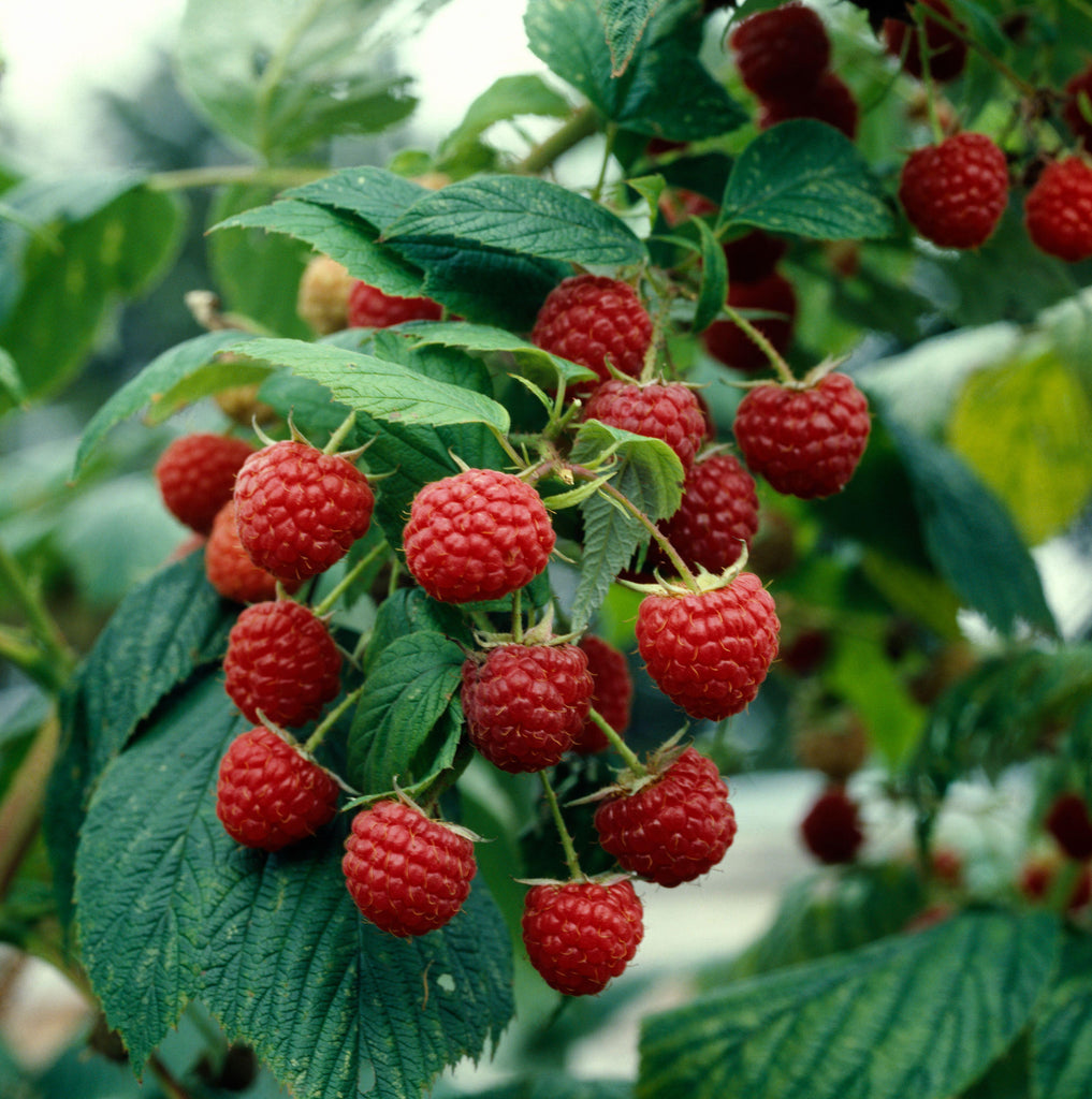 Heritage Everbearing Raspberry - The Greenhouse