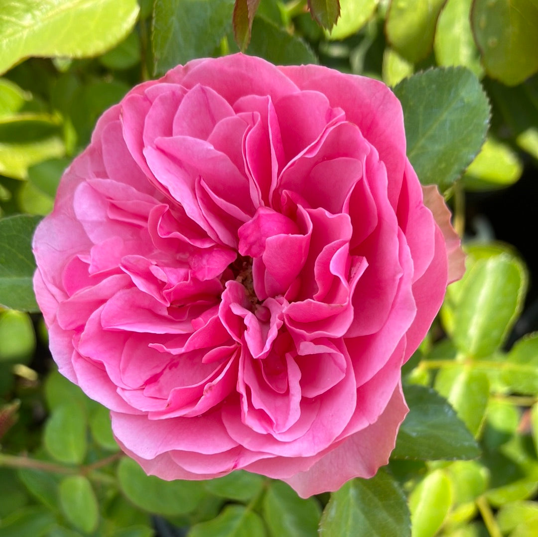 Leonardo da Vinci® Rose - The Greenhouse