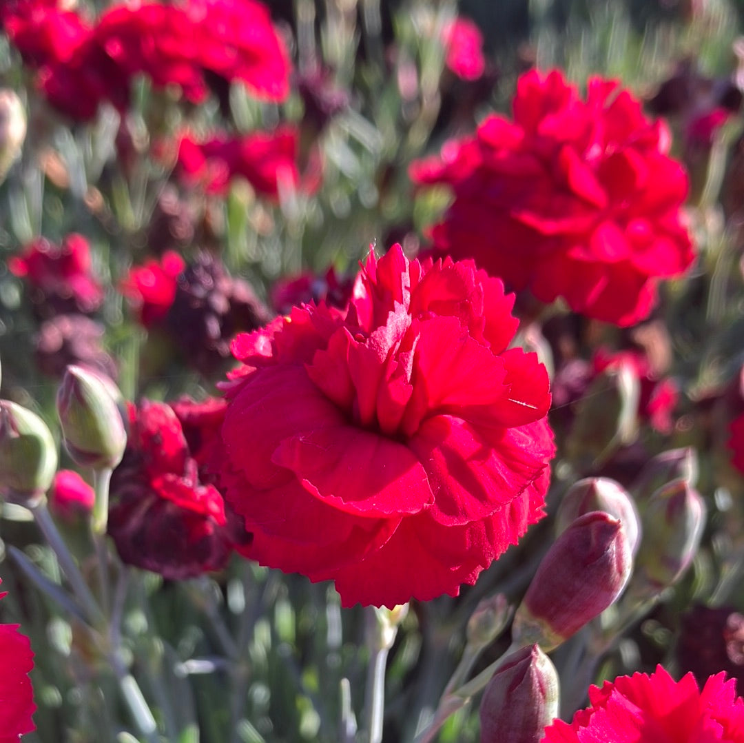Dianthus Early Bird™ Radiance for Sale Online - The Greenhouse
