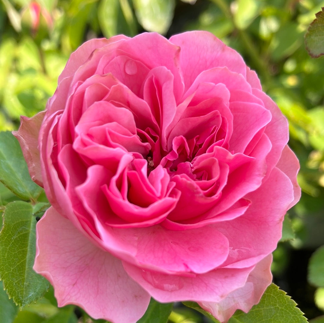 Leonardo da Vinci® Rose - The Greenhouse