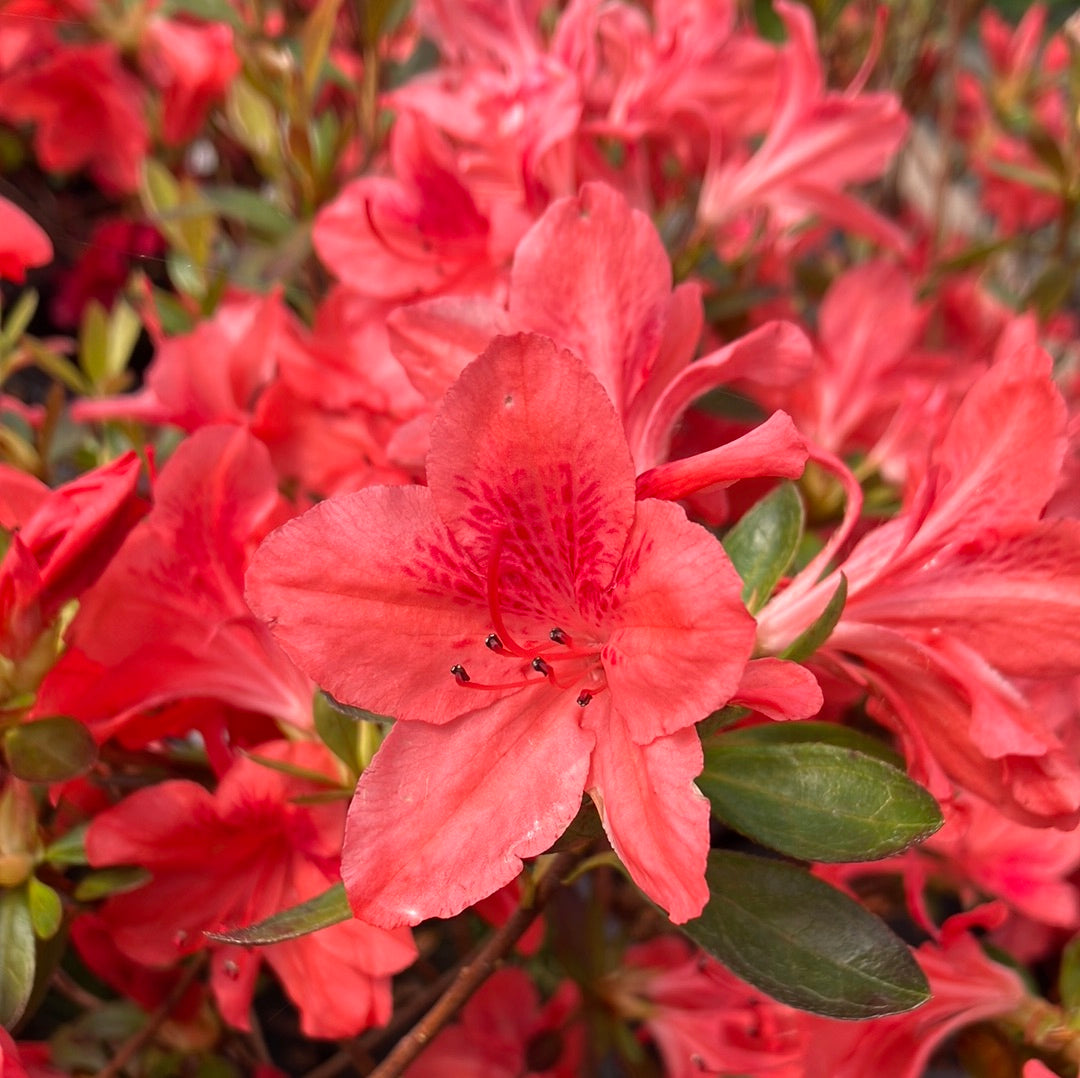 Fashion Azalea for Sale Online - The Greenhouse