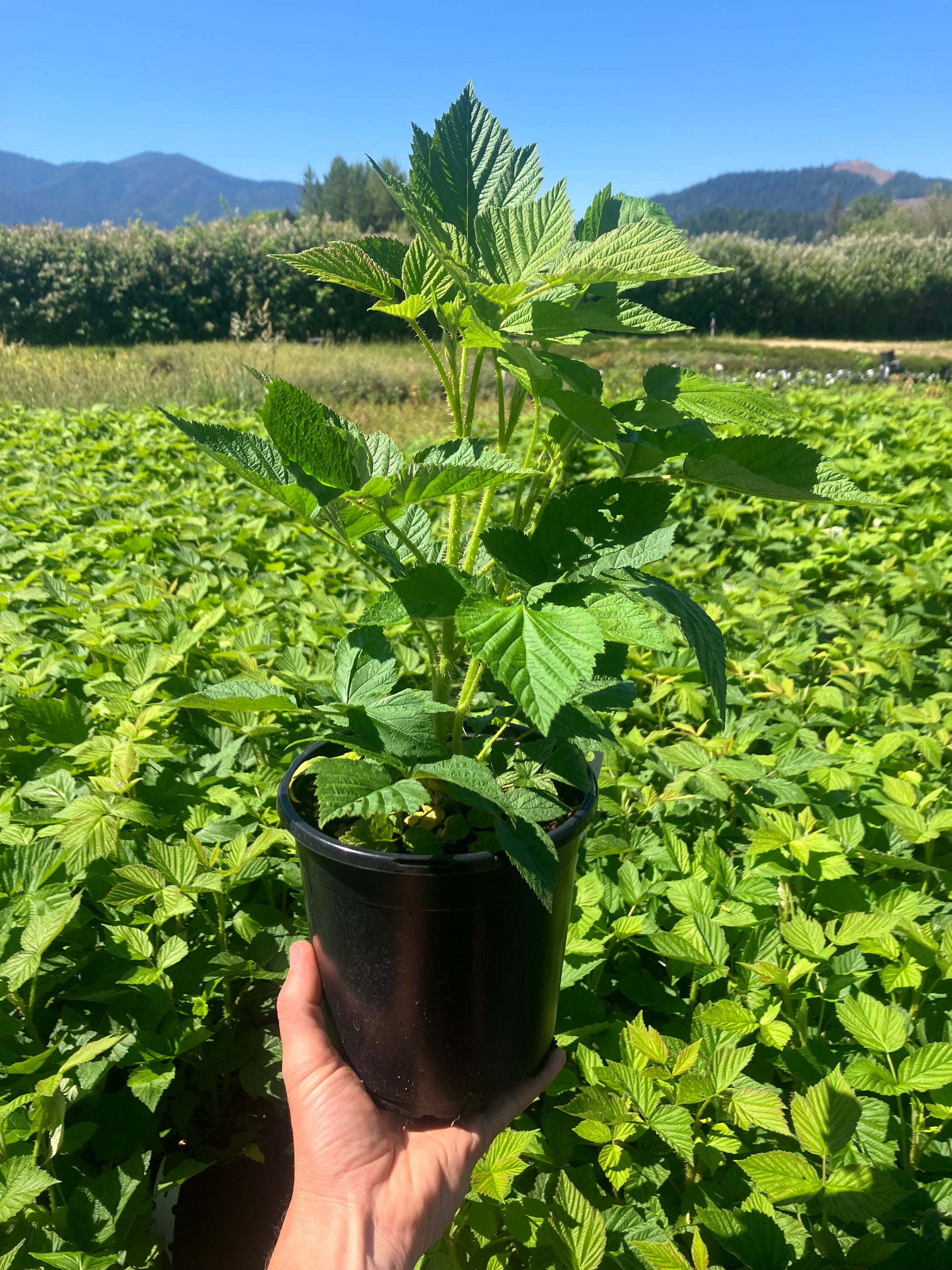 Heritage Everbearing Raspberry - The Greenhouse