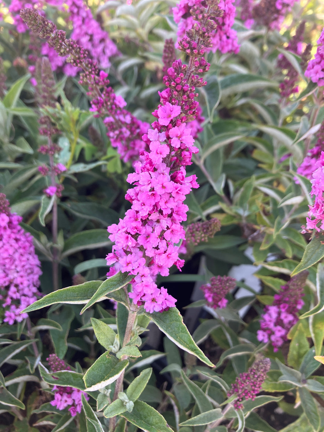 Lo & Behold® 'Pink Micro Chip' Butterfly Bush - The Greenhouse