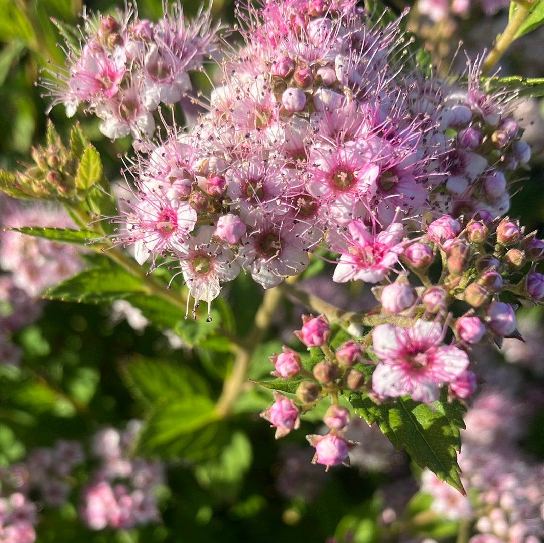 Spirea 'Little Princess' for Sale Online - The Greenhouse