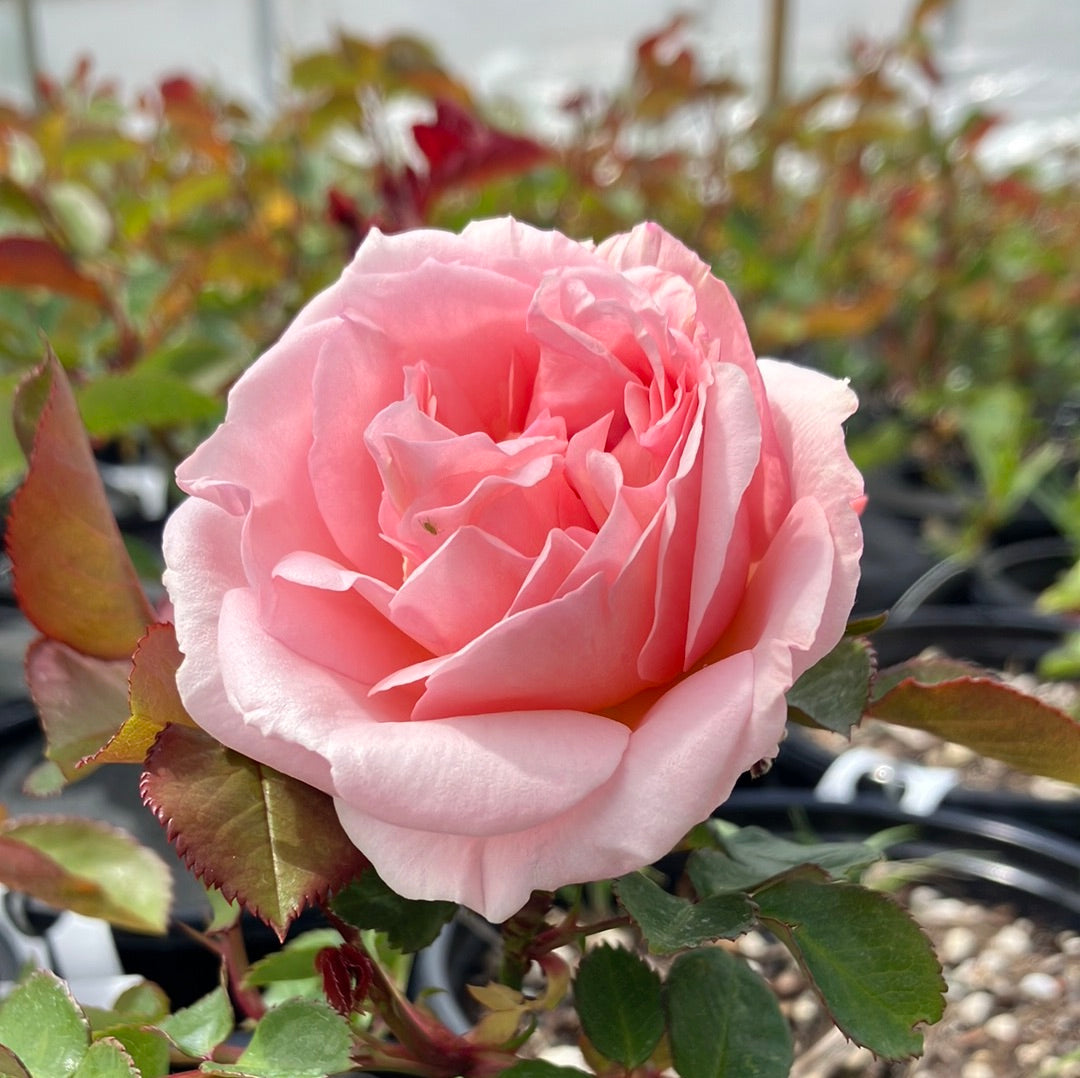 Parfuma® Bliss Rose - The Greenhouse