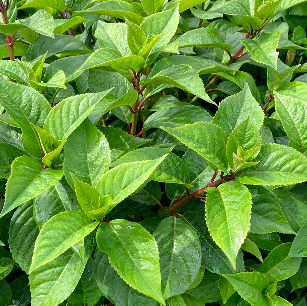 Hydrangea 'Game Changer® Blue' - The Greenhouse