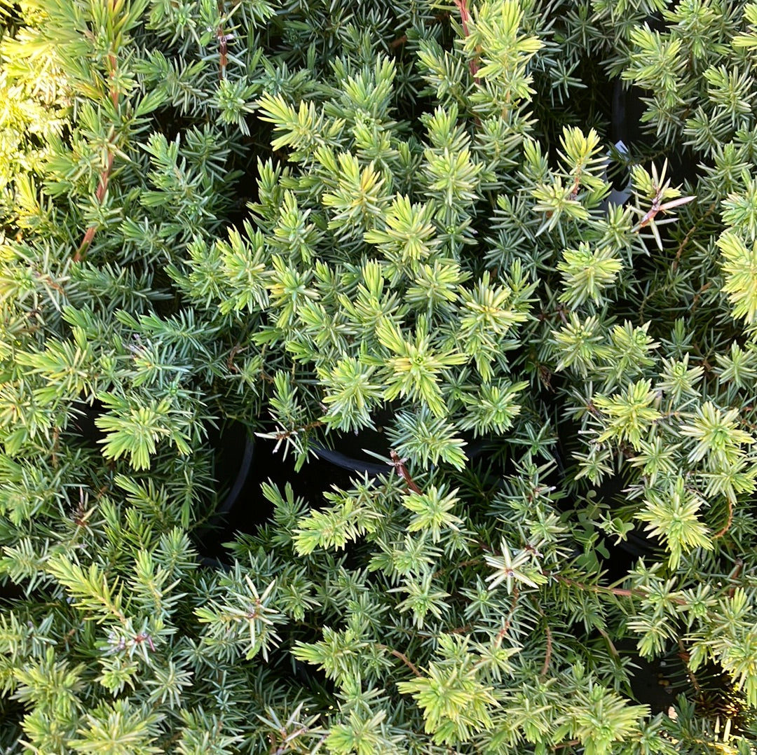 Blue Pacific Shore Juniper - The Greenhouse