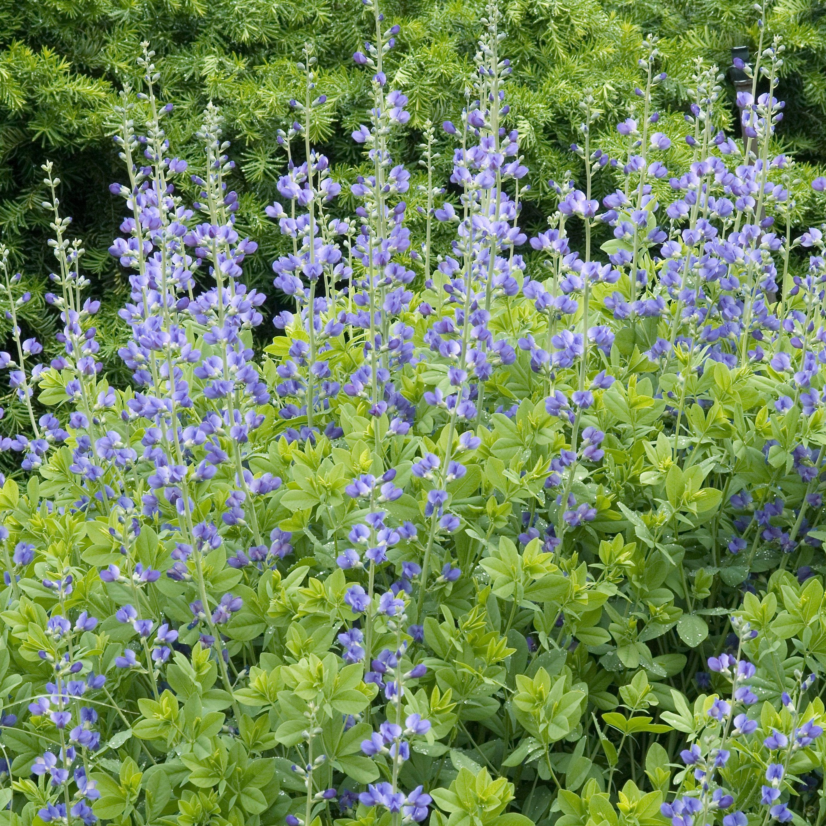 Blue False Indigo (Baptisia australis) - The Greenhouse