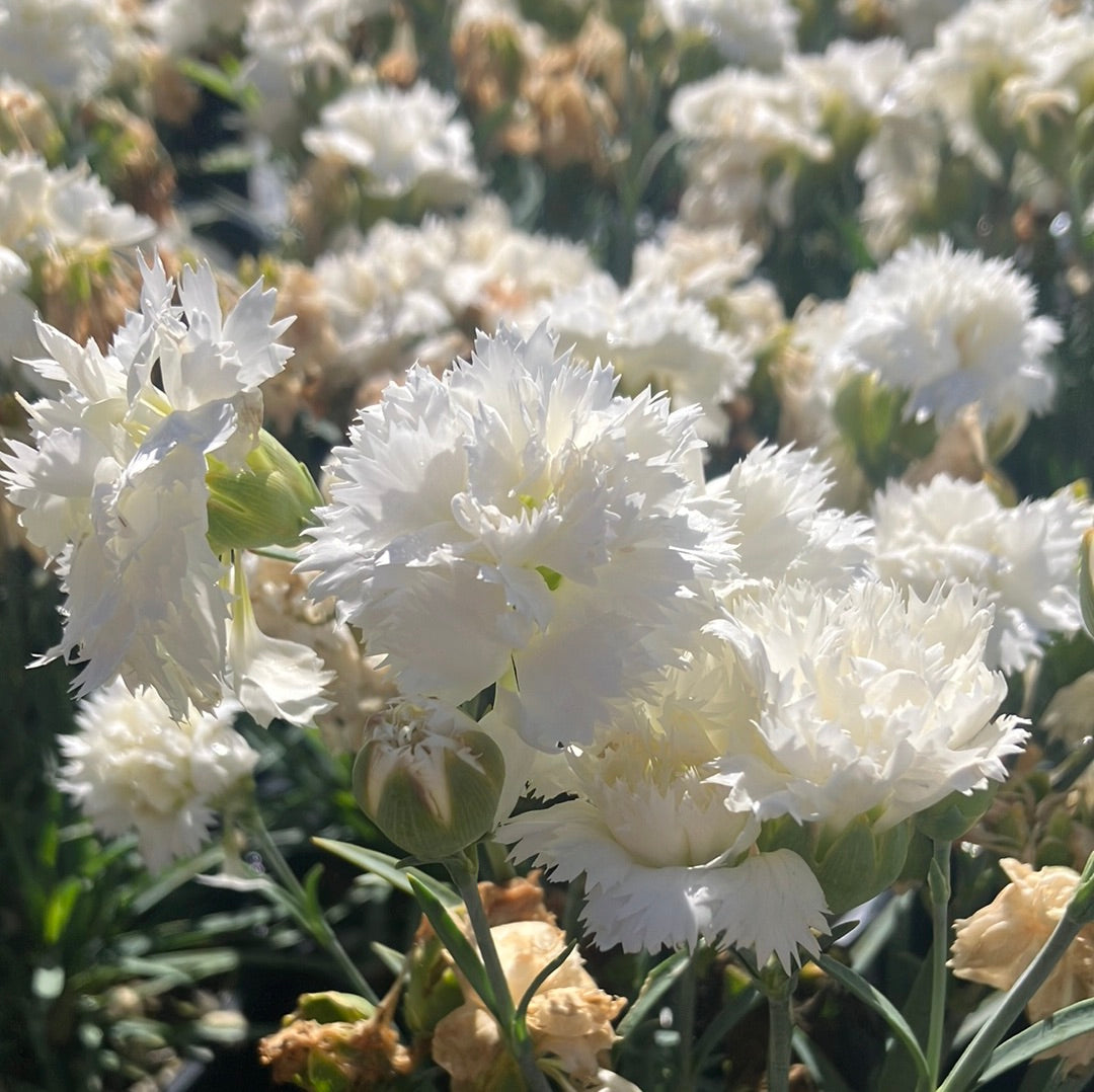 Dianthus ‘Early Bird Frosty’ - The Greenhouse