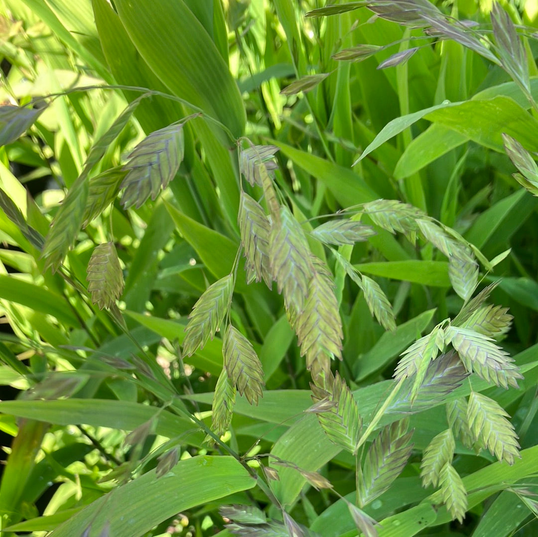Northern Sea Oats for Sale Online - The Greenhouse