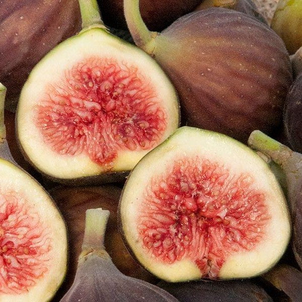 C’s Red Fig - The Greenhouse