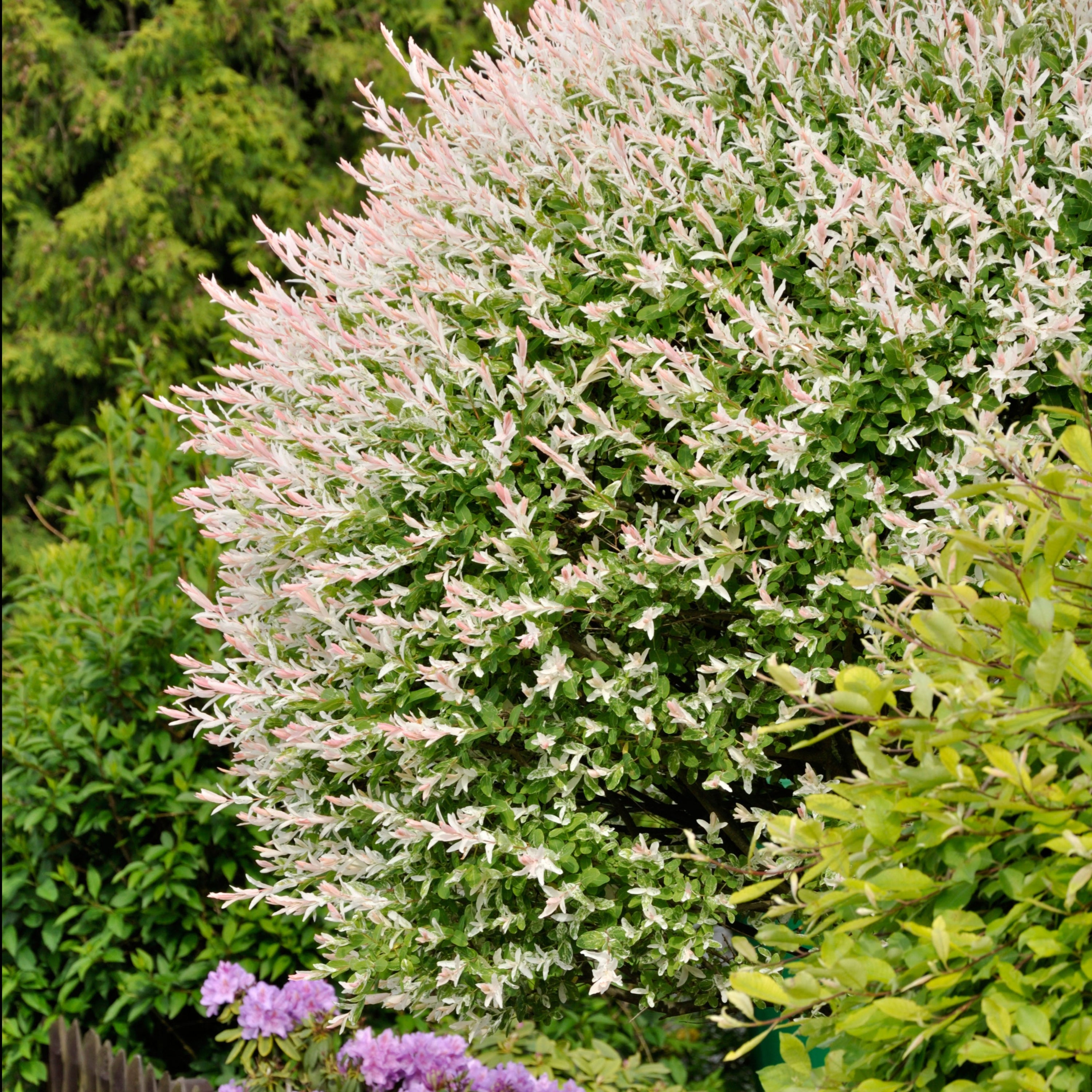 Dappled Willow for Sale Online - The Greenhouse