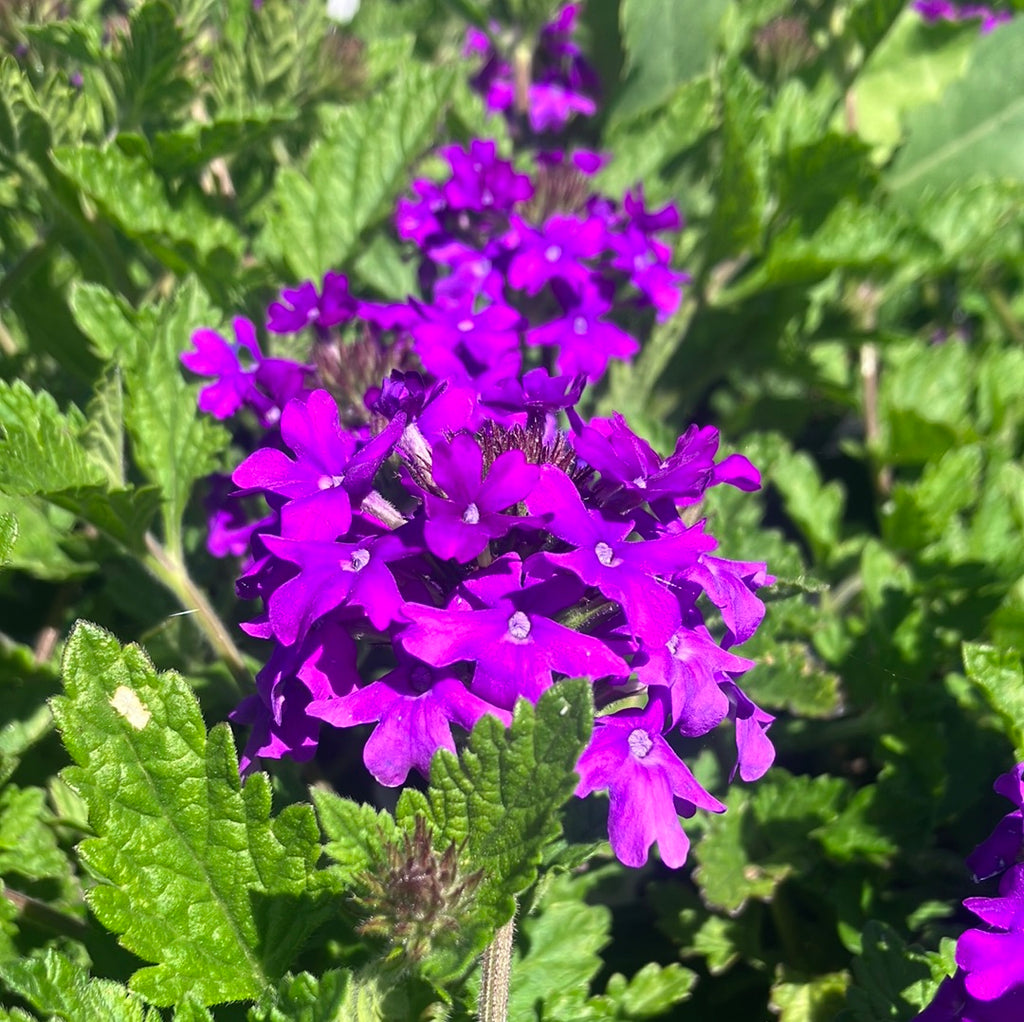 Verbena 'Homestead Purple' for Sale Online - The Greenhouse