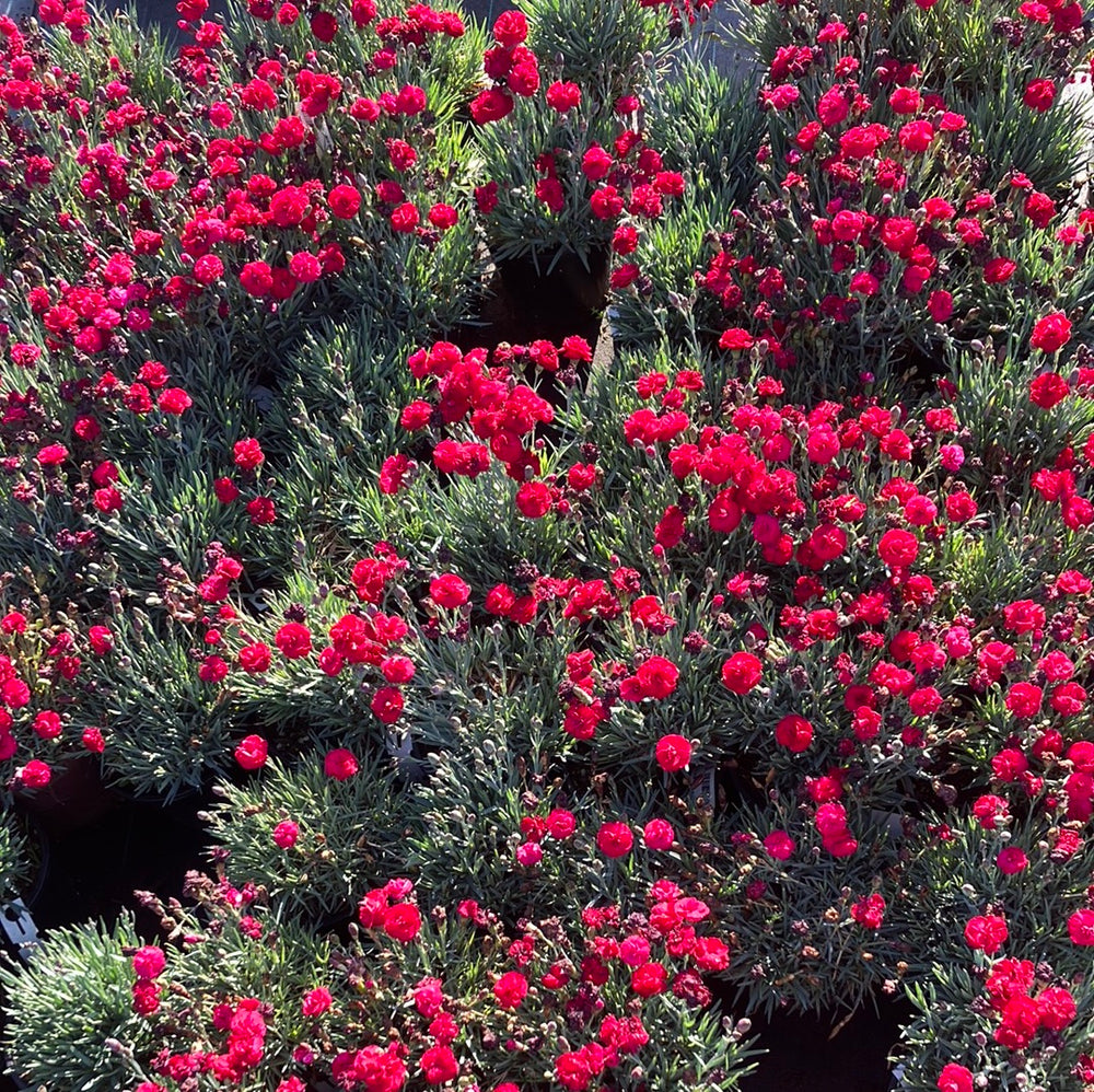 Dianthus Early Bird™ Radiance for Sale Online - The Greenhouse