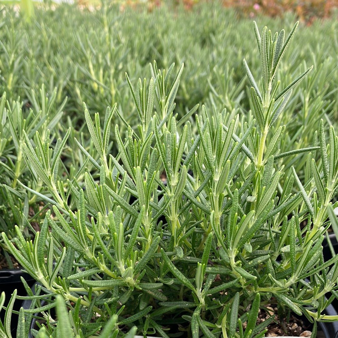 Rosemary 'Huntington Carpet' for Sale Online - The Greenhouse