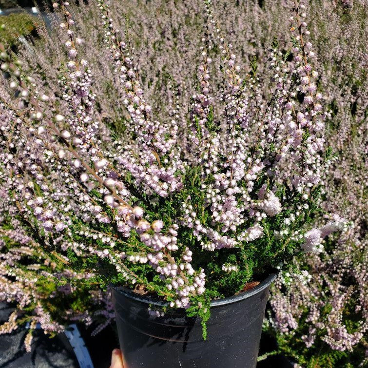 Heather ‘H.E.Beale’ - The Greenhouse