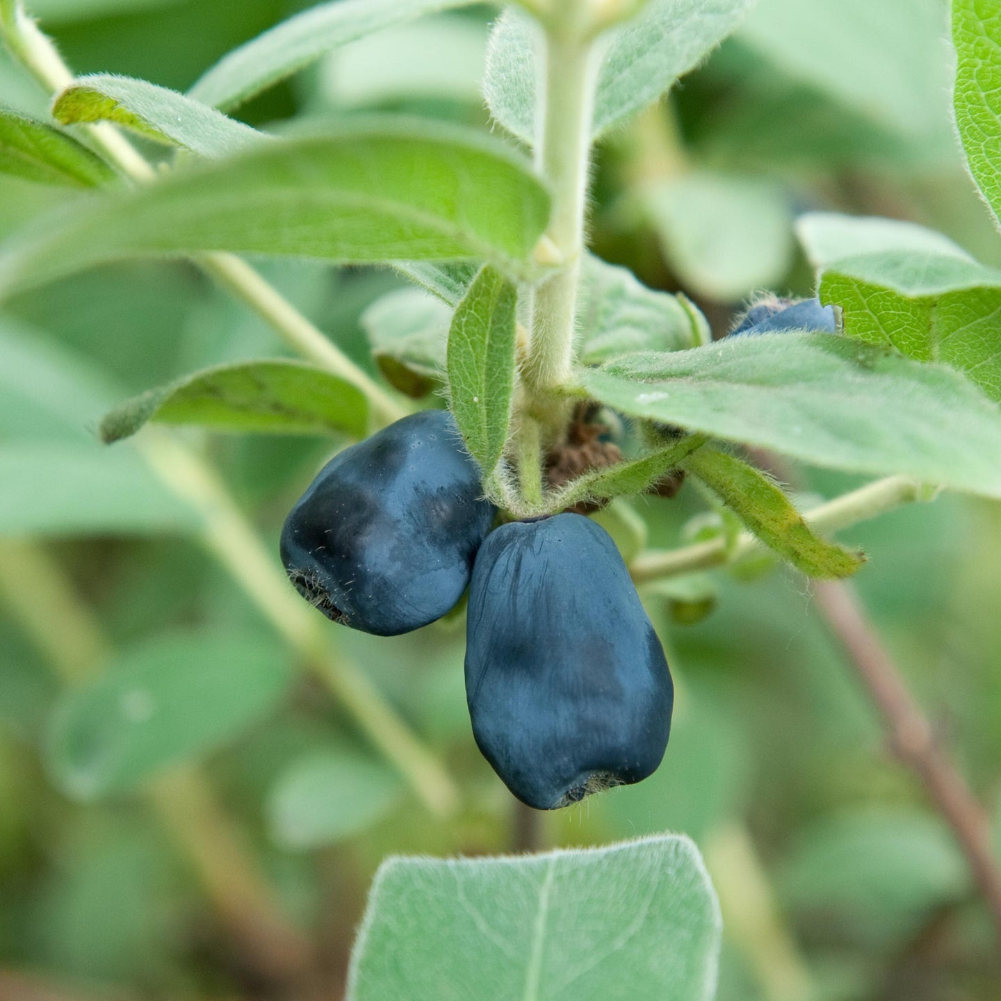 Aurora Honeyberry (Haskap) - The Greenhouse