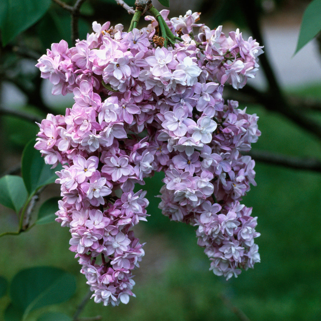 Madame Lemoine French Lilac for Sale Online - The Greenhouse