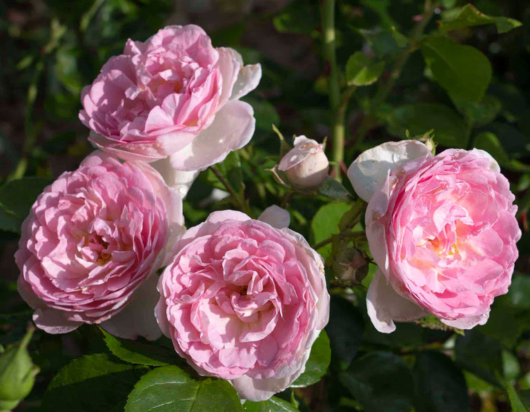 Romantica Ball Gown Rose