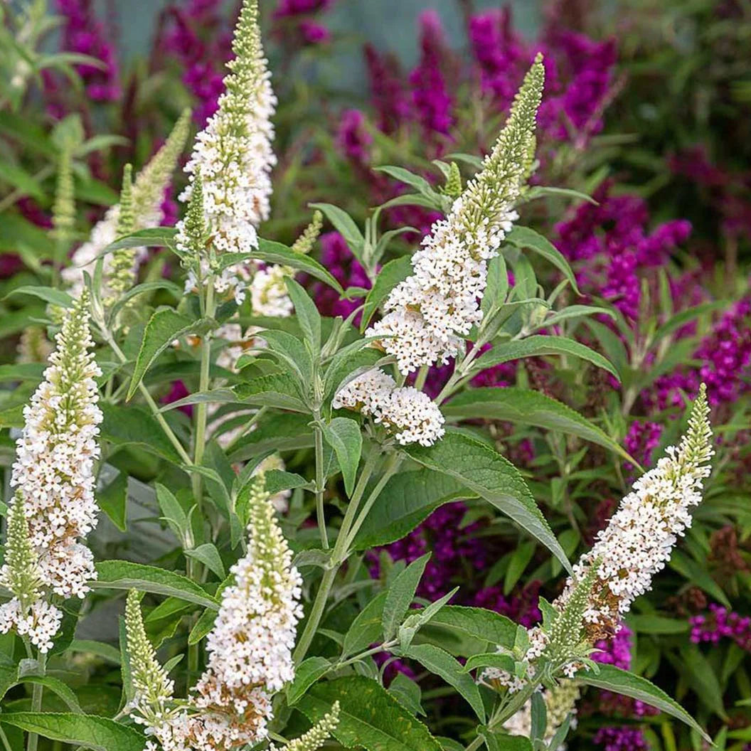 Butterfly Towers™ White Butterfly Bush - The Greenhouse