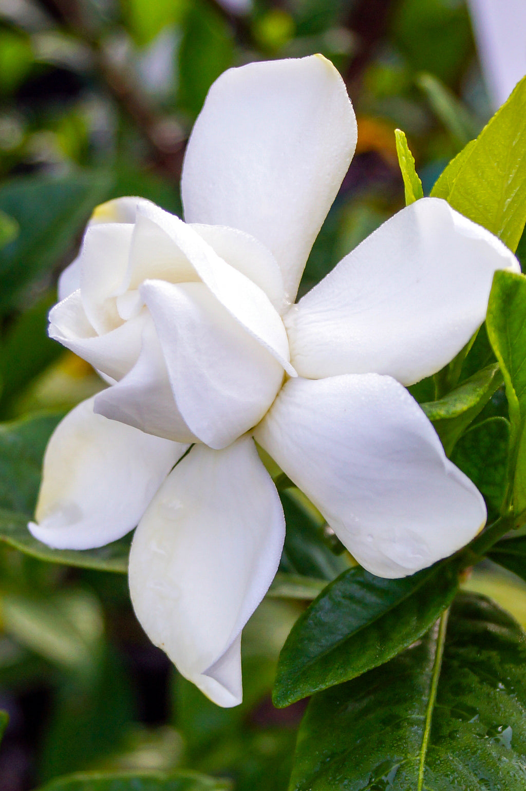 Gardenia Summer Snow® - The Greenhouse