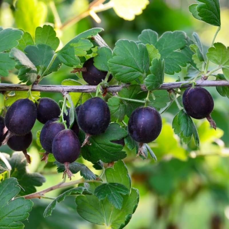 Black Velvet Gooseberry - The Greenhouse