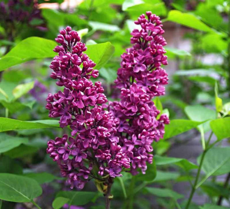 Monge Lilac - The Greenhouse