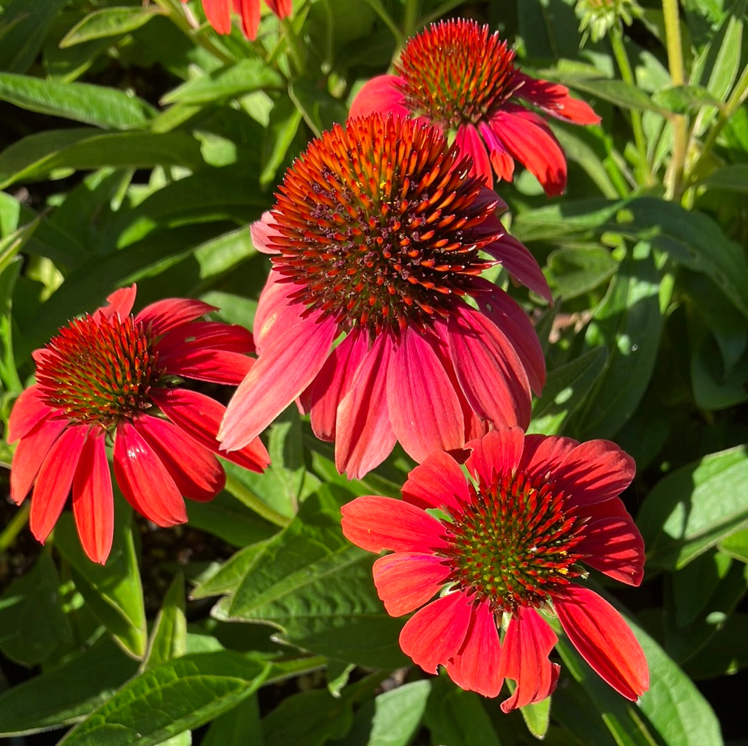 Echinacea Sombrero Hot Coral
