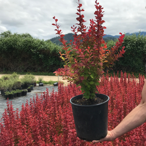 Orange Rocket Barberry - The Greenhouse