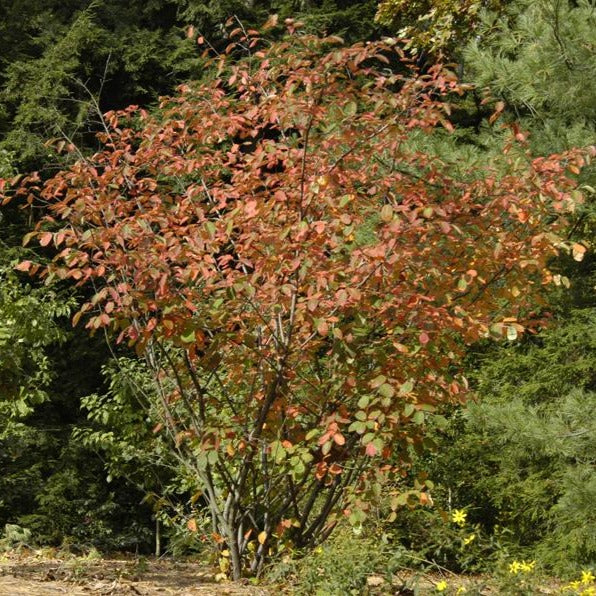Amelanchier X Grandiflora Autumn Brilliance