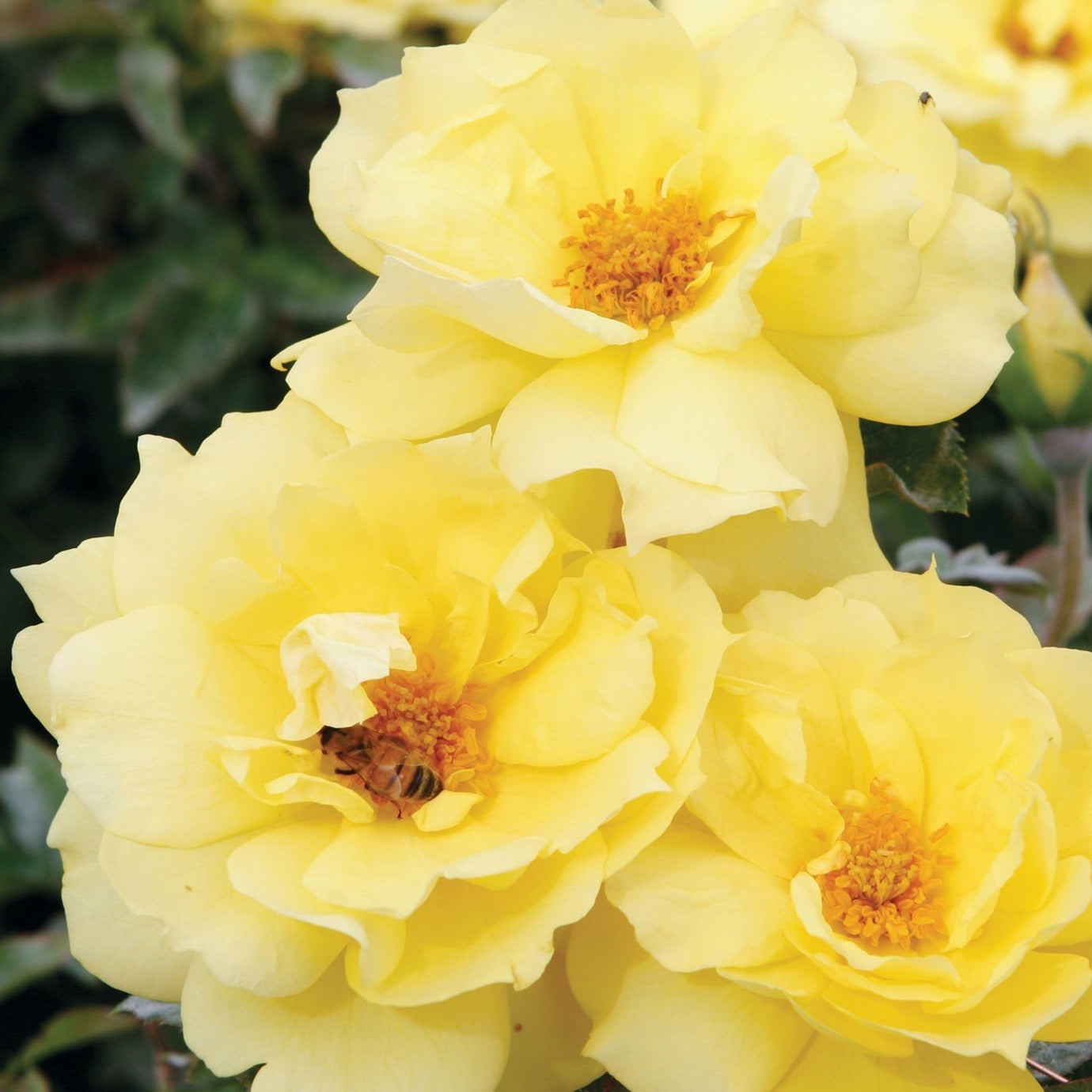 Climbing Yellow Rose Bush