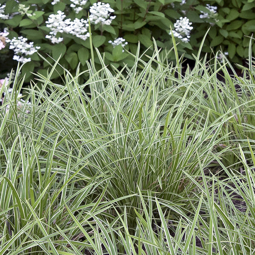 Carex Ice Dance for Sale Online - The Greenhouse