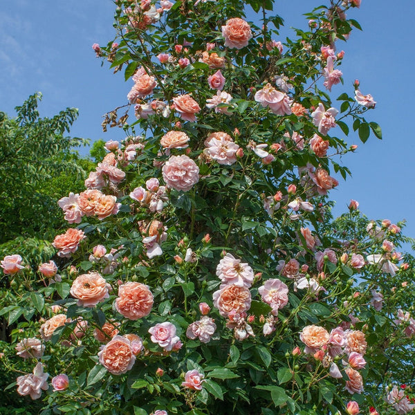 Colette™ Rose - The Greenhouse