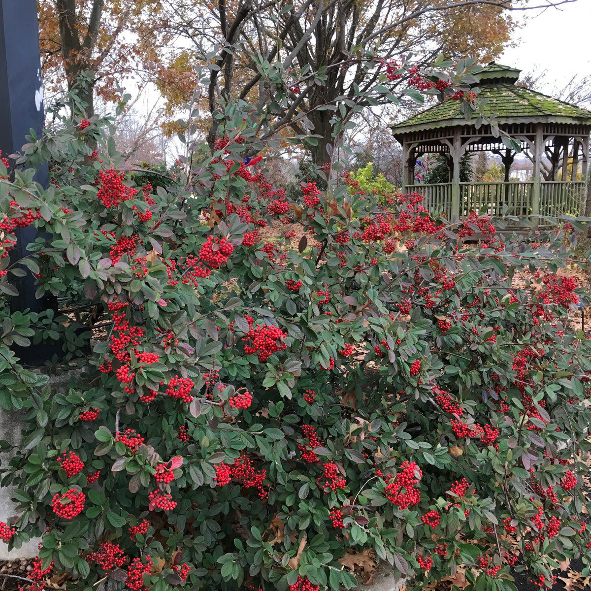 Cotoneaster Parneyi - The Greenhouse