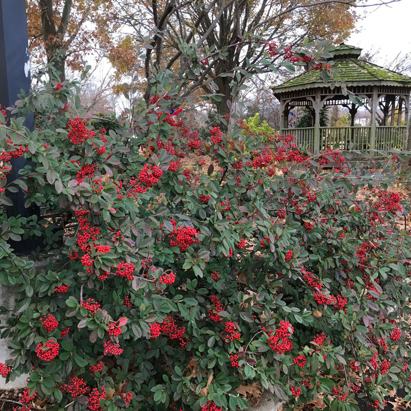 Cotoneaster Parneyi - The Greenhouse