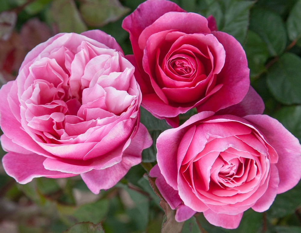 Dee-Lish® Rose - The Greenhouse