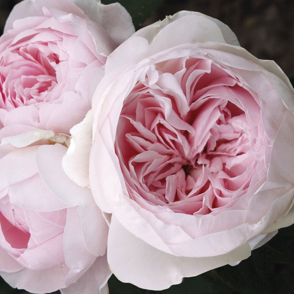 Earth Angel Parfuma® Rose - The Greenhouse