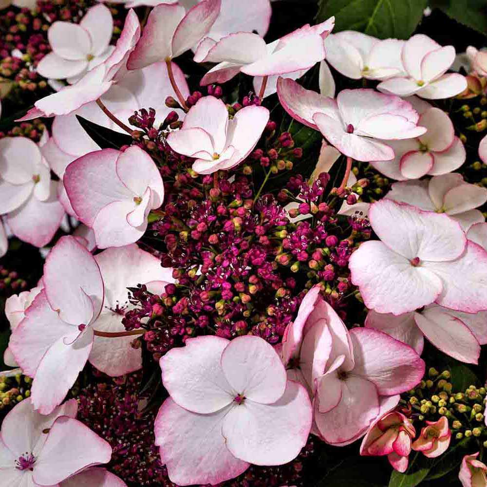 Hydrangea Game Changer Picotee - The Greenhouse