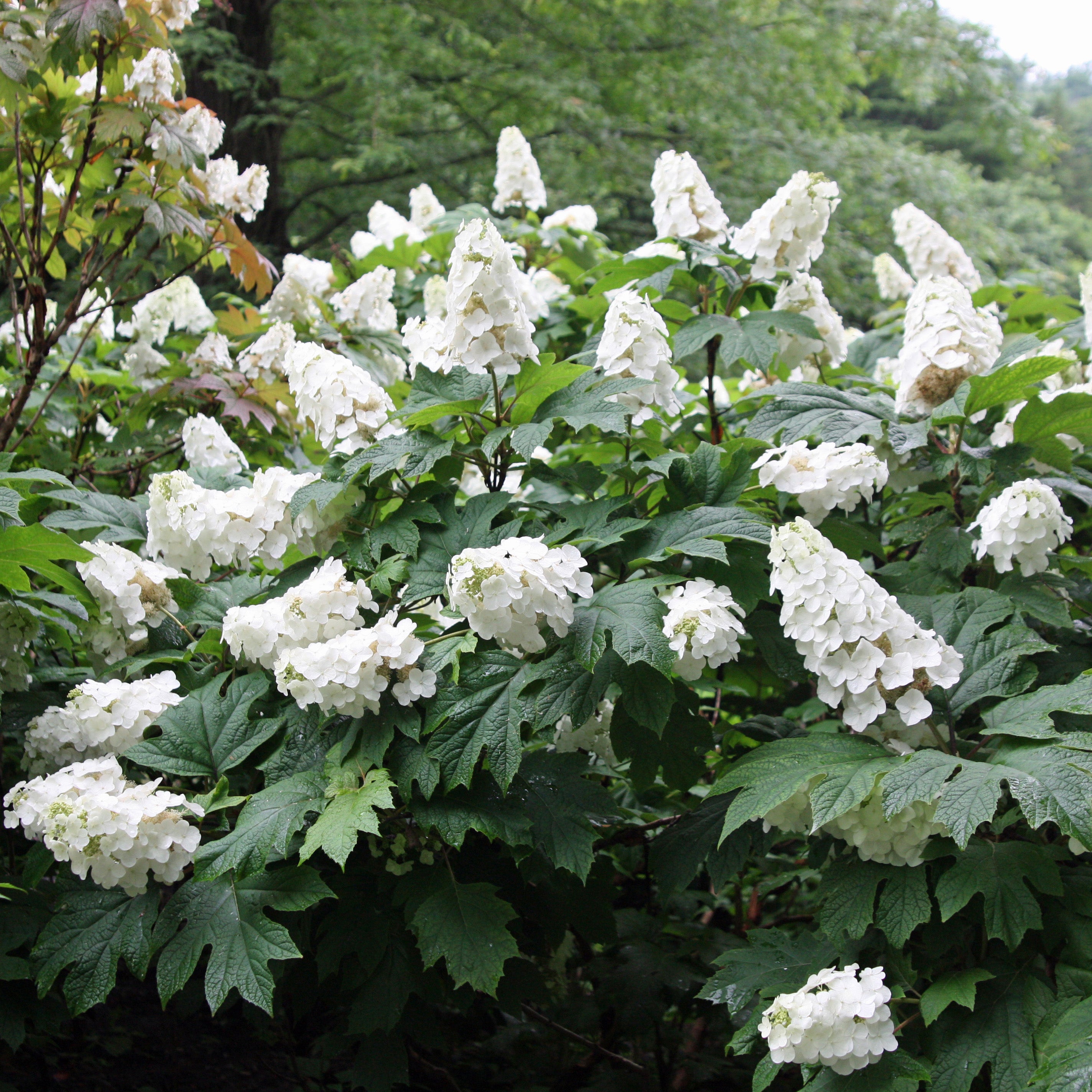 Oakleaf Hydrangea Snow Queen