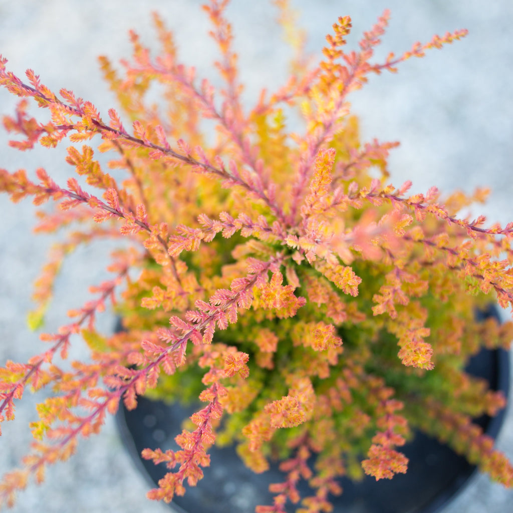 Heather ‘Firefly’ - The Greenhouse