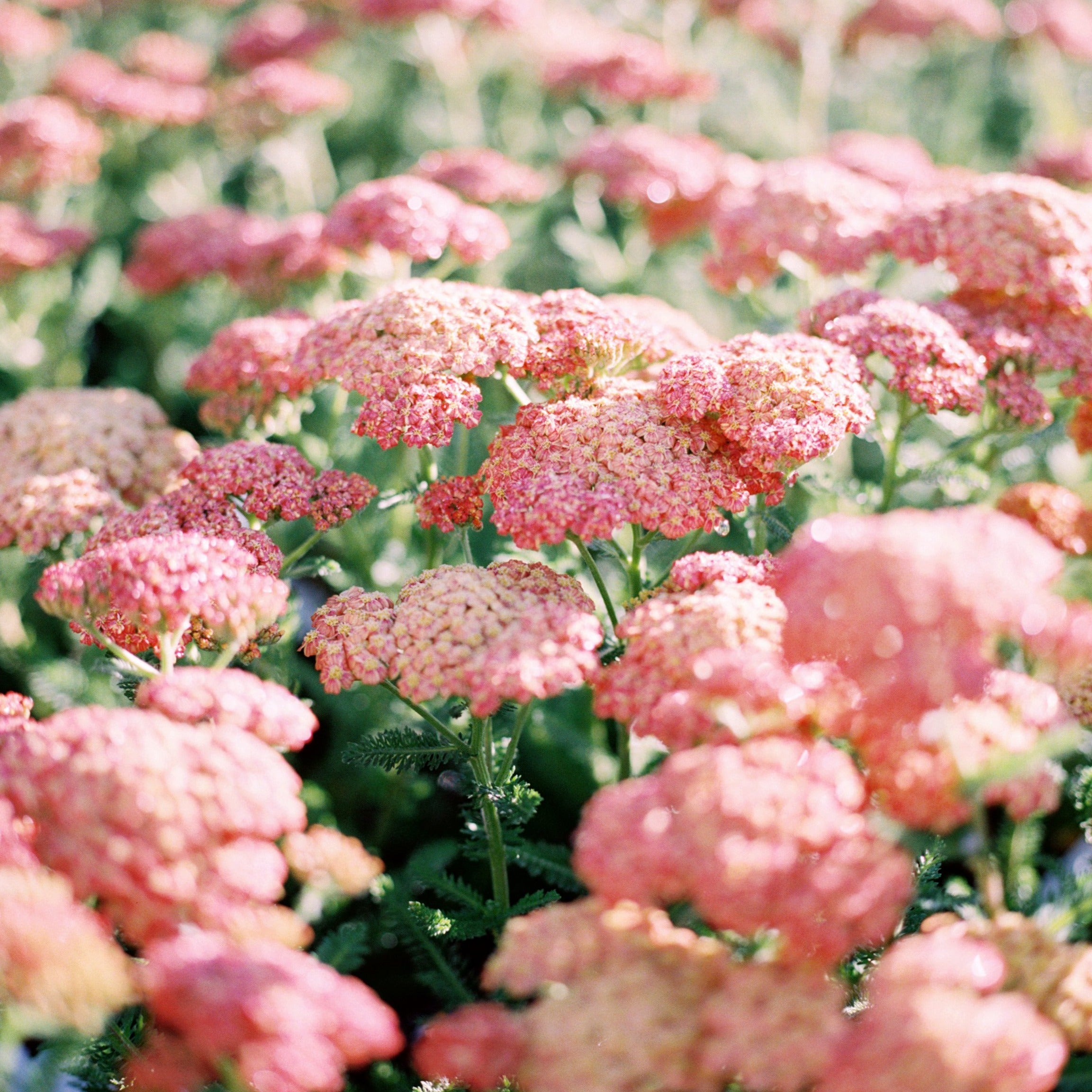 Flowering Plants - The Greenhouse