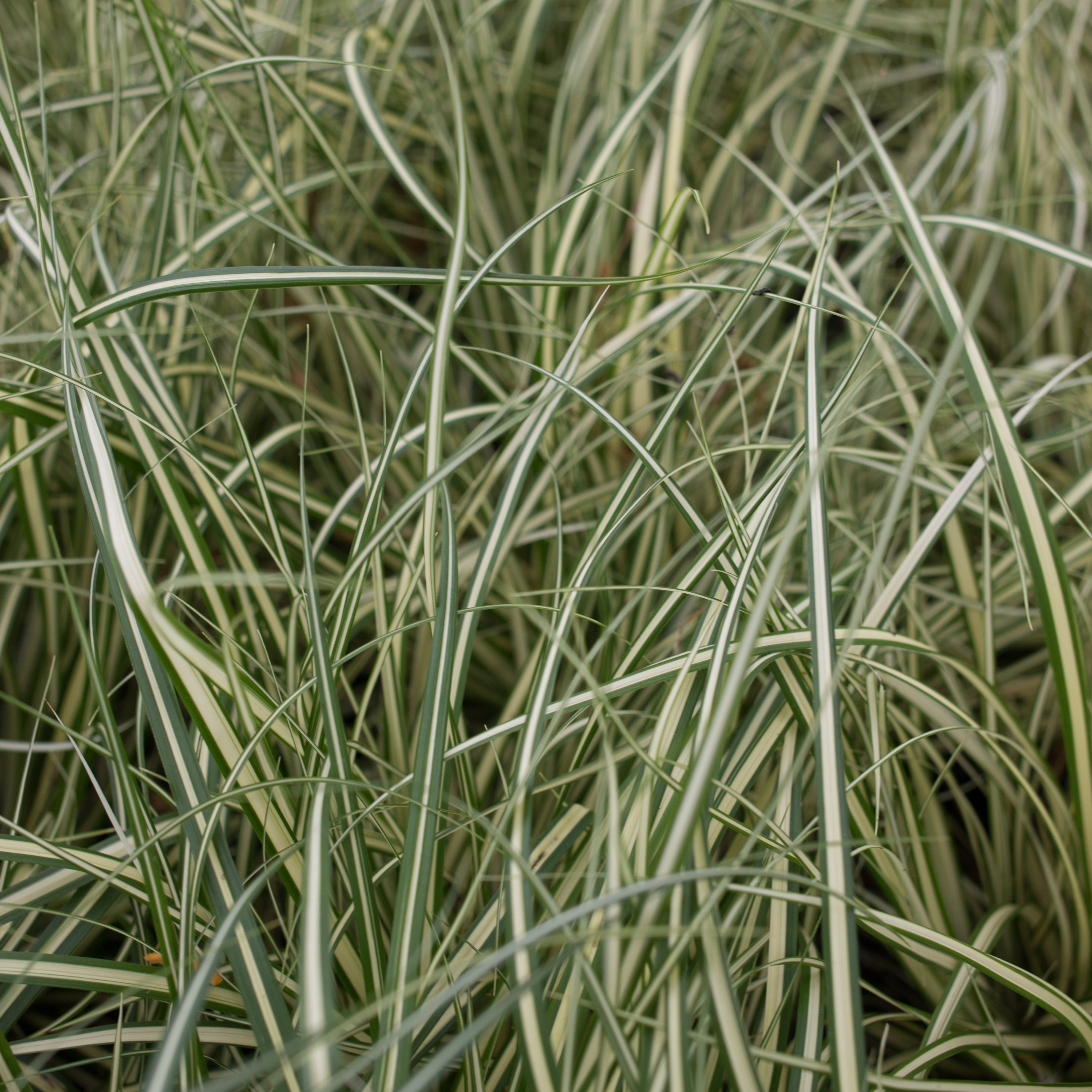 Evergold Striped Weeping Sedge for Sale Online - The Greenhouse