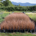 Leatherleaf Sedge 'Firefox' for Sale Online – The Greenhouse