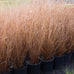 Leatherleaf Sedge 'Firefox' for Sale Online – The Greenhouse