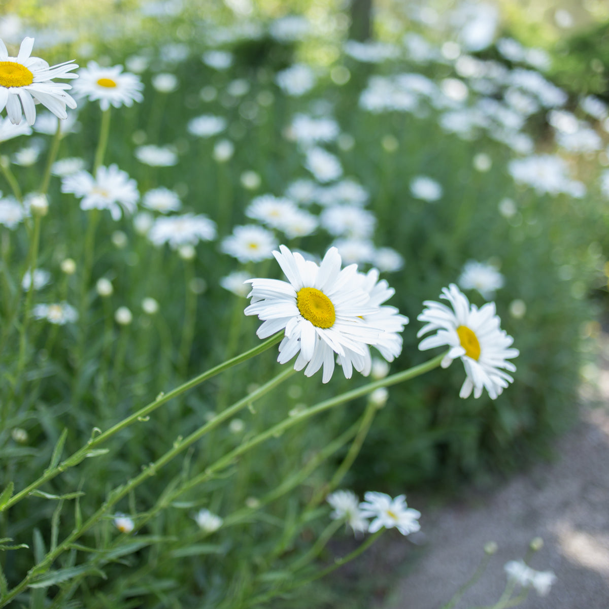 Shasta Daisy 'Silver Princess' for Sale Online - The Greenhouse